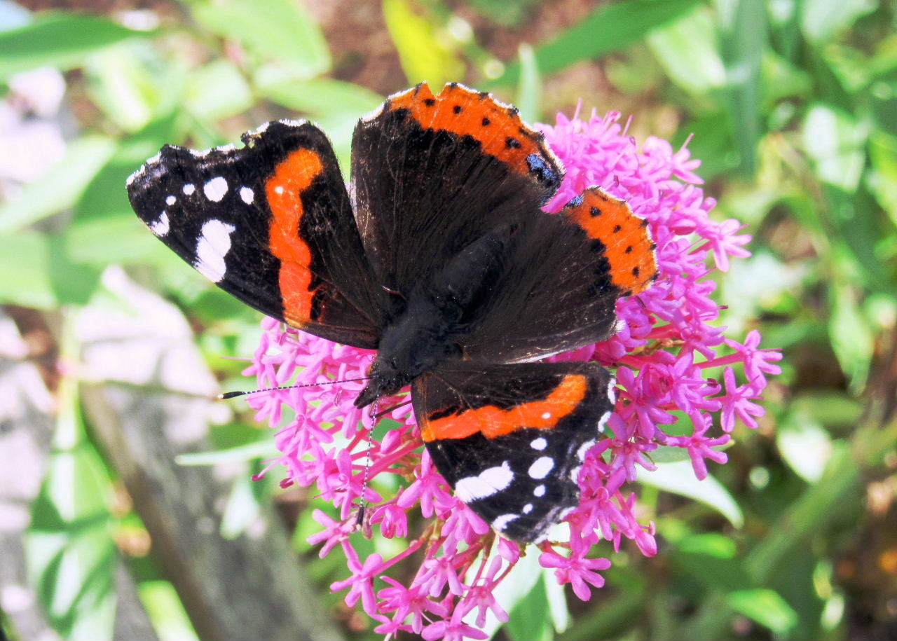 Largo Baywatch: October Butterfly
