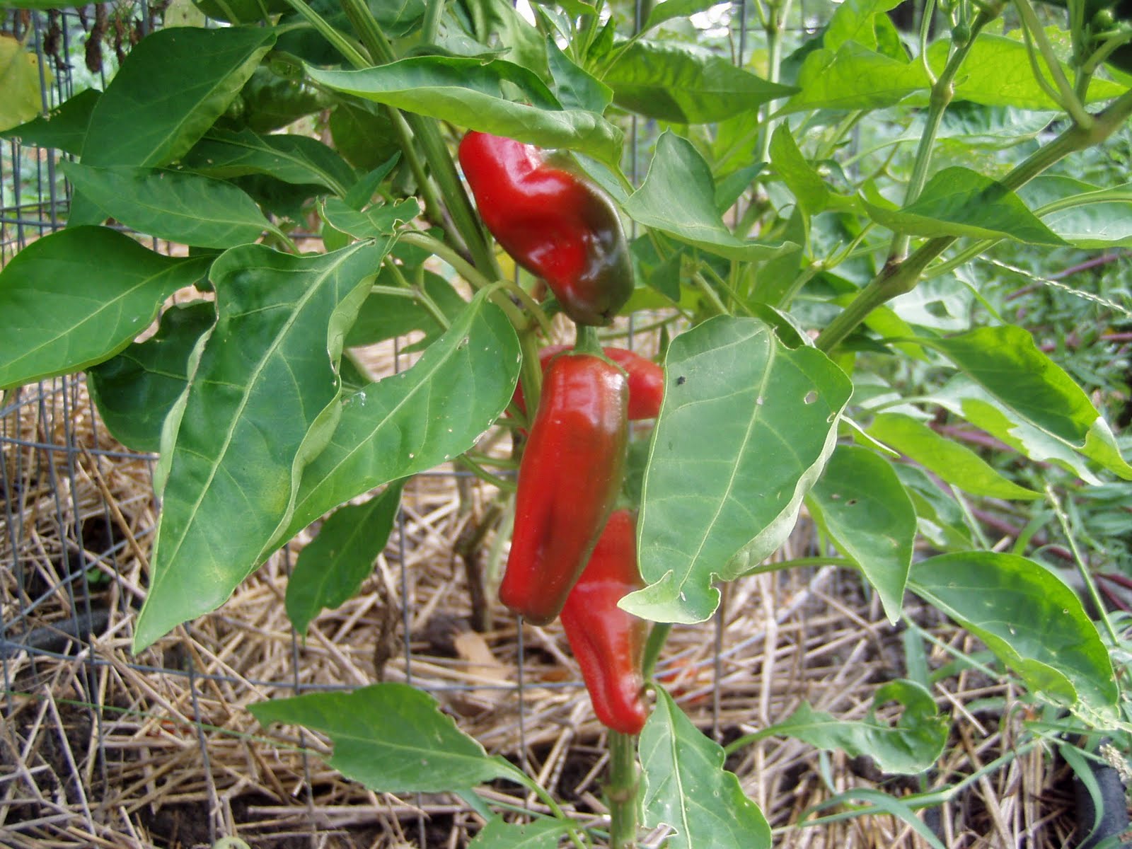 Ozark Mountain Family Homestead: August on the Homestead