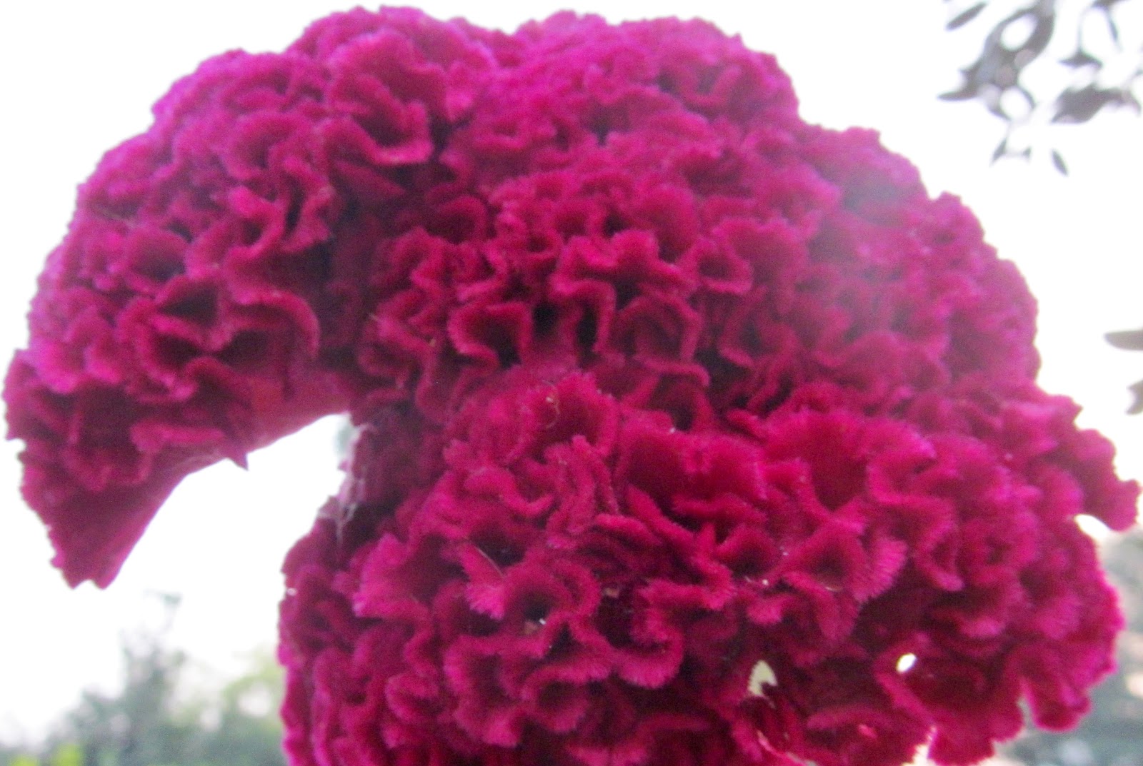 NATURAL & UNIQUE PHOTOGRAPHY: SPIDER ON THE PLUM PLANT FLOWER OR MURGA ...