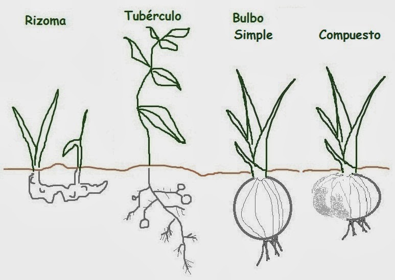 Sembrando biodiversidad: Propagación vegetativa