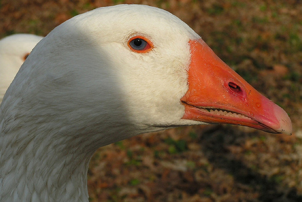 ijonks wallpaper: Goose Teeth Are Terrifying (14 pics)