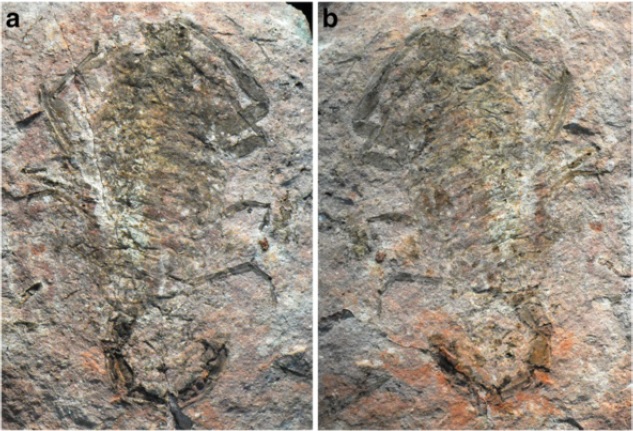 Sciency Thoughts: ?Opsieobuthus tungeri: A Scorpion from the Permian ...