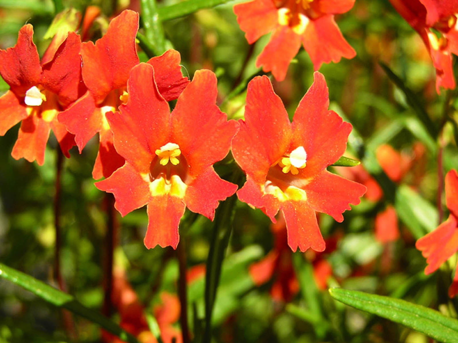 HD Wallpapers: Monkey Flowers Wallpapers