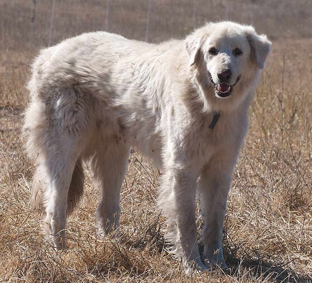 Akbash Dog | The Life of Animals