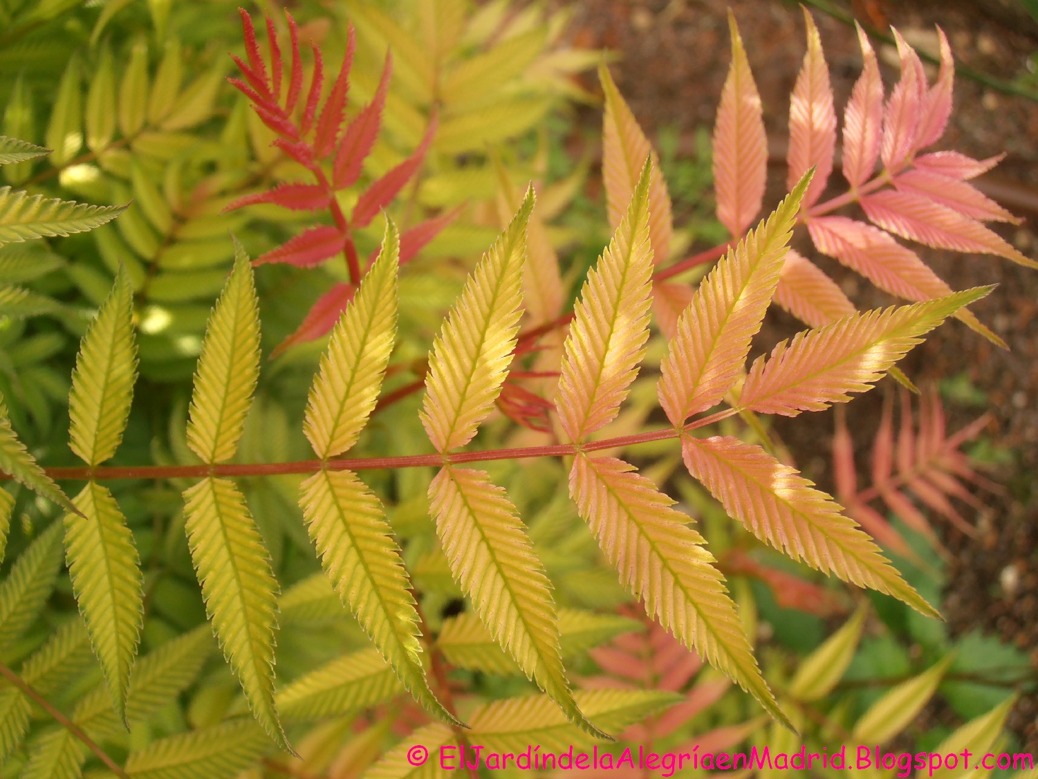 El jardín de la alegría : Hojas. Lisas, suaves, rugosas, dentadas ...
