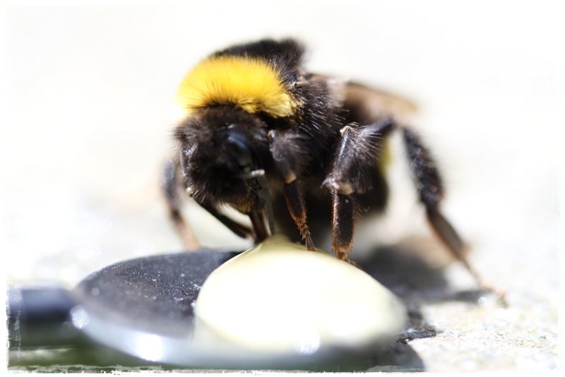 Gwundergarten: Hummel dumm / Silly Bumblebee