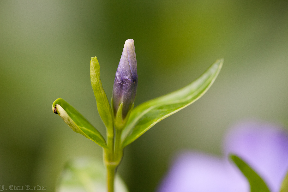 Kreider's Korner Photographs: More spring buds from Vancouver