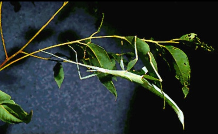 Phasmatodea - Insectduniya|Entomology - Wikipedia