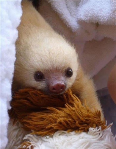 We Are Animals: Super Cute Baby Sloths