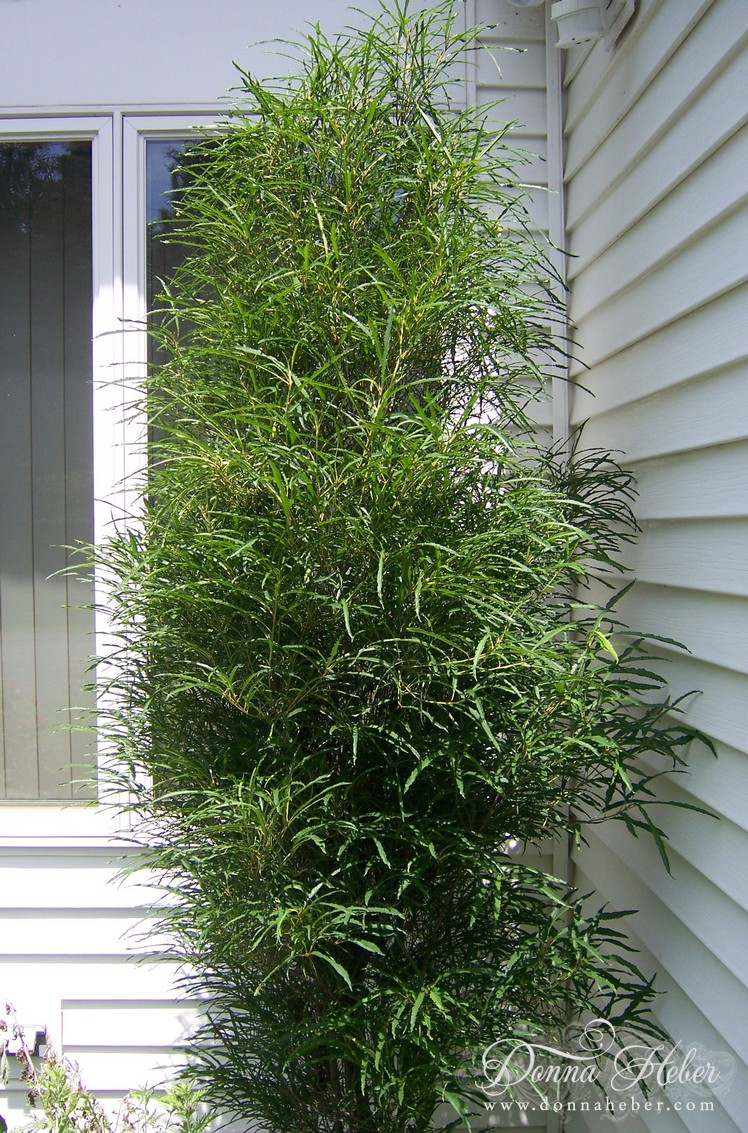 Donna's Designs: House Finch Nest