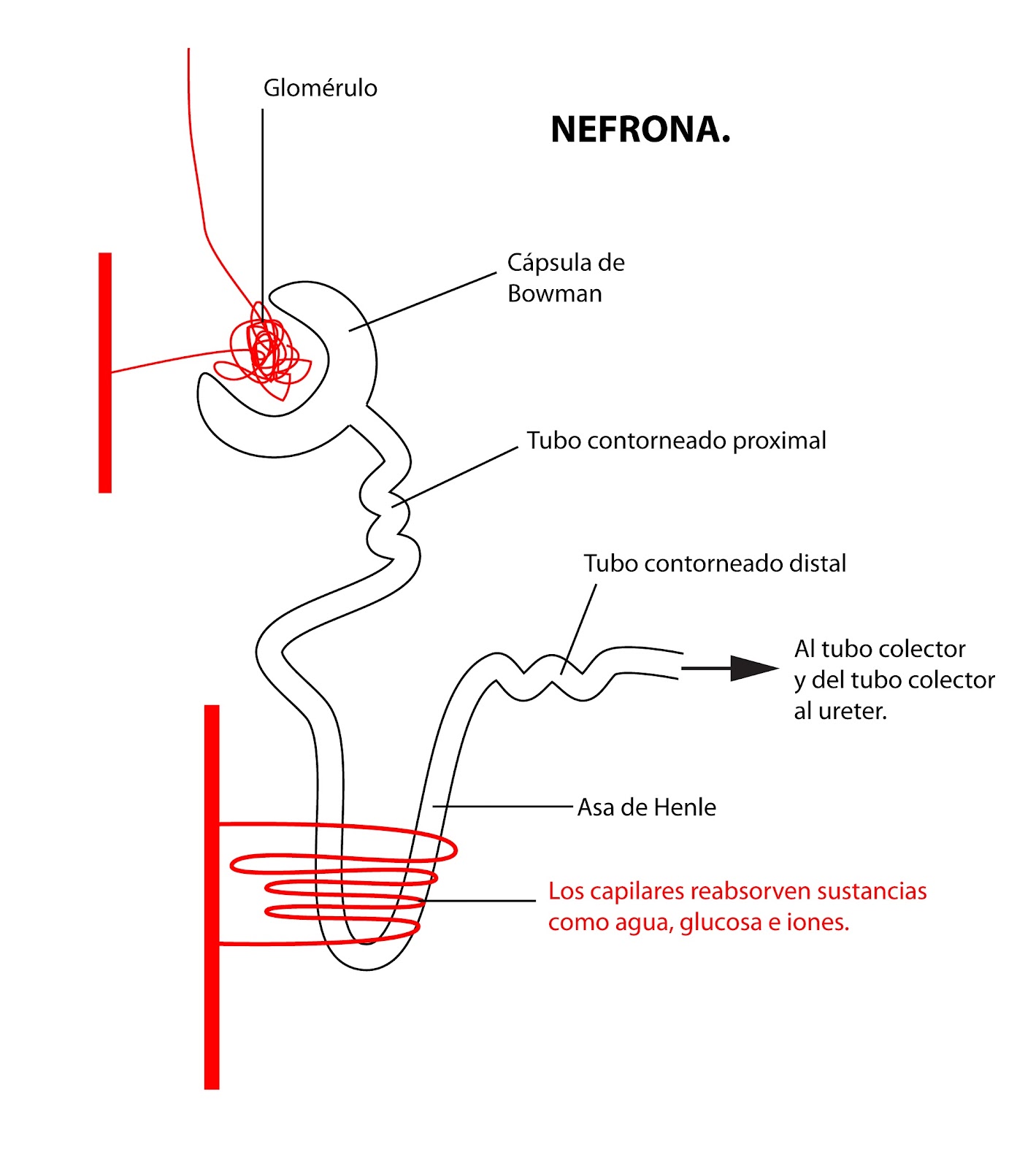 el moderno prometeo: Excreción en animales: eliminación de nitrógeno