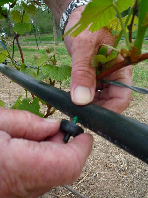 Burke's Garden: Drip Irrigation Installation for The Grapes - 2011 A