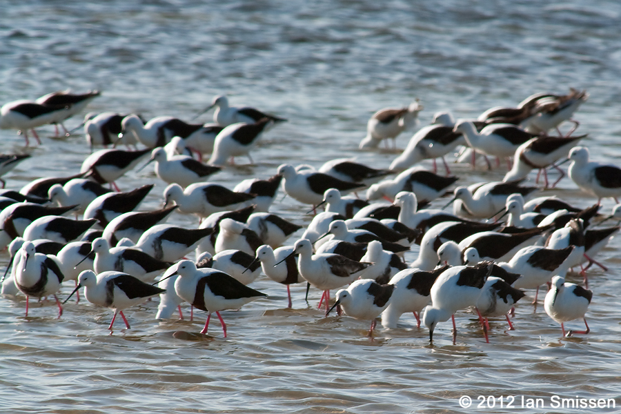 A passion for birds...: Birds of the Bellarine Peninsula