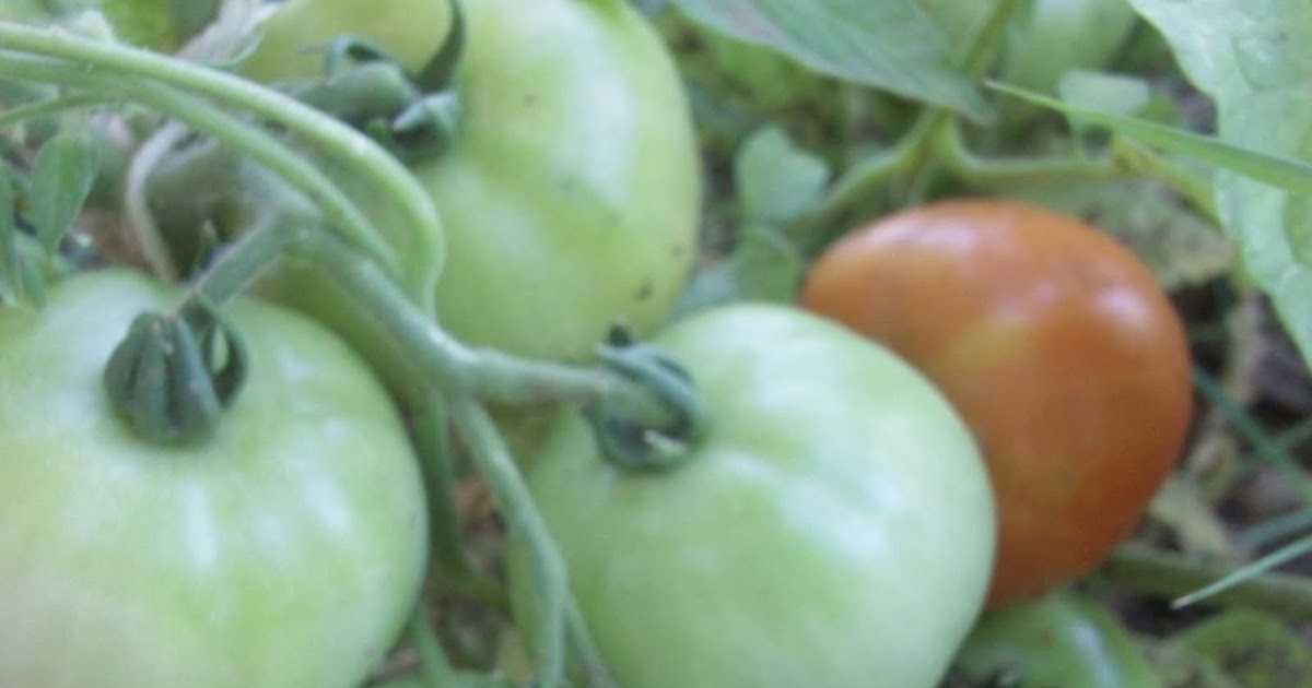 East Valley Life: First Tomato of the Summer