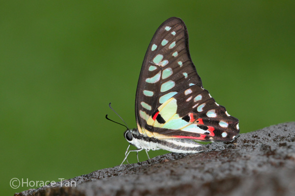 RAJA KUPU KUPU: the Common Jay (Graphium doson evemonides)