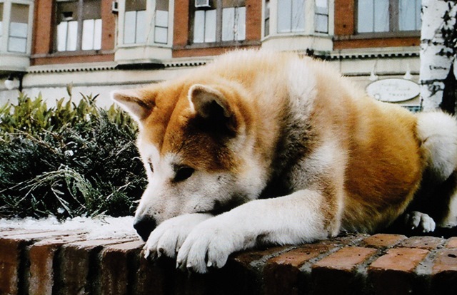 MUSINGS OF A SCI-FI FANATIC: Hachi: A Dog's Tale