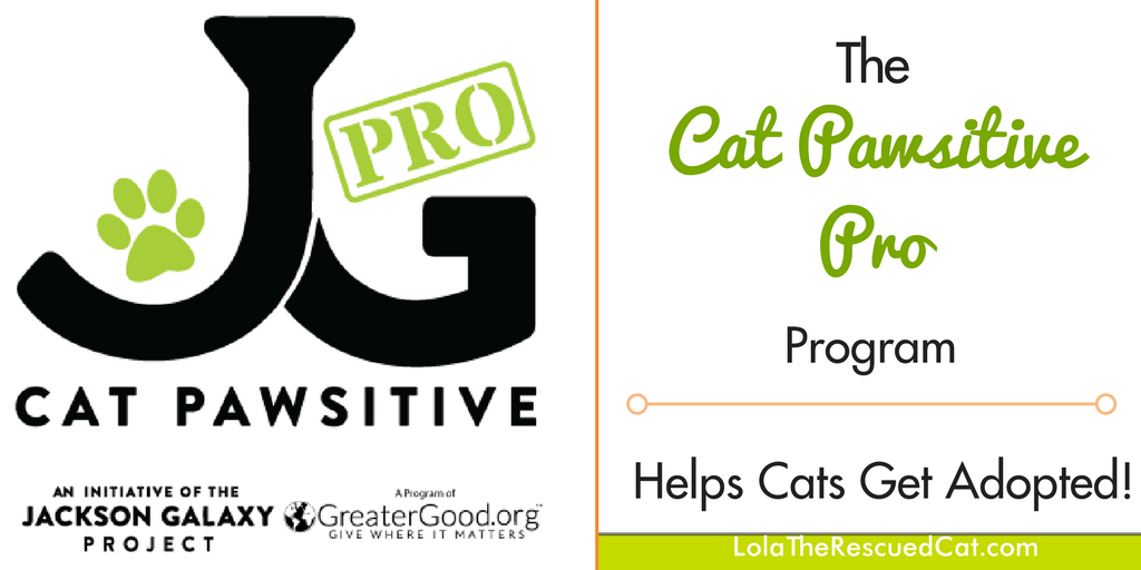 Cat Pawsitive Pro Program Helps Cats Get Adopted! | Lola The Rescued Cat