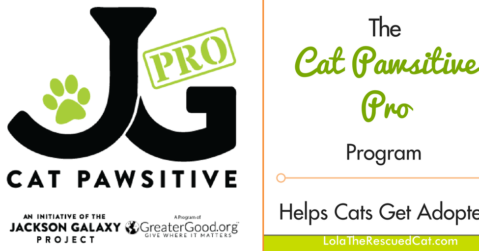 Cat Pawsitive Pro Program Helps Cats Get Adopted! | Lola The Rescued Cat