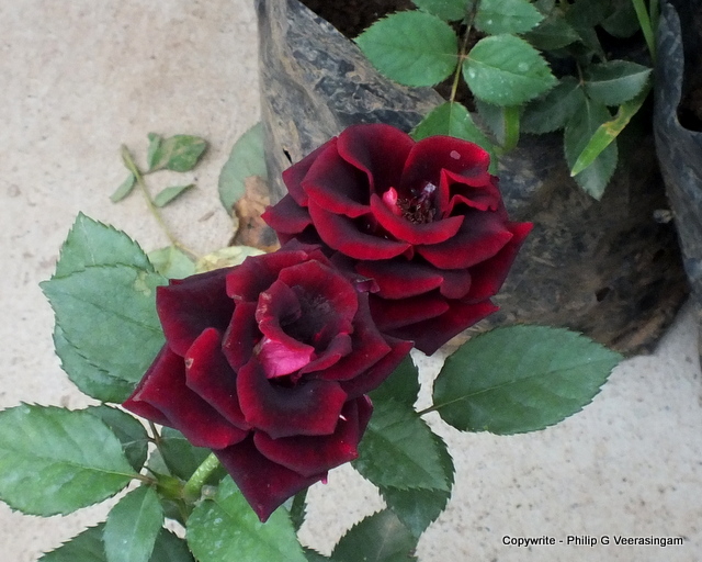 Images of Sri Lanka on blogspot.com: Roses, Waters Edge, Colombo, Sri ...