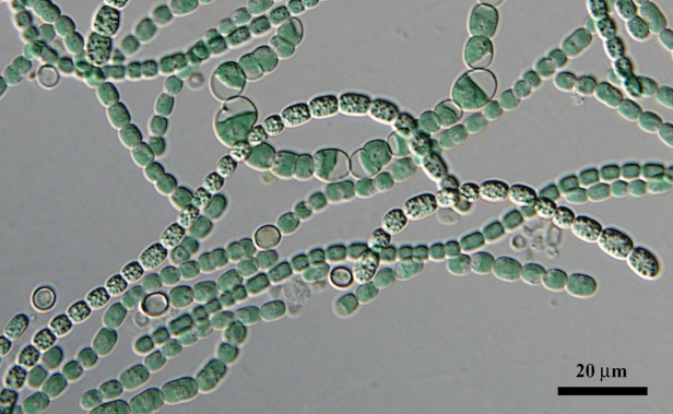 Cyanophyceae (Alga Hijau- Biru) ( Ordo Hormogonales): “ Cyanophyceae ...