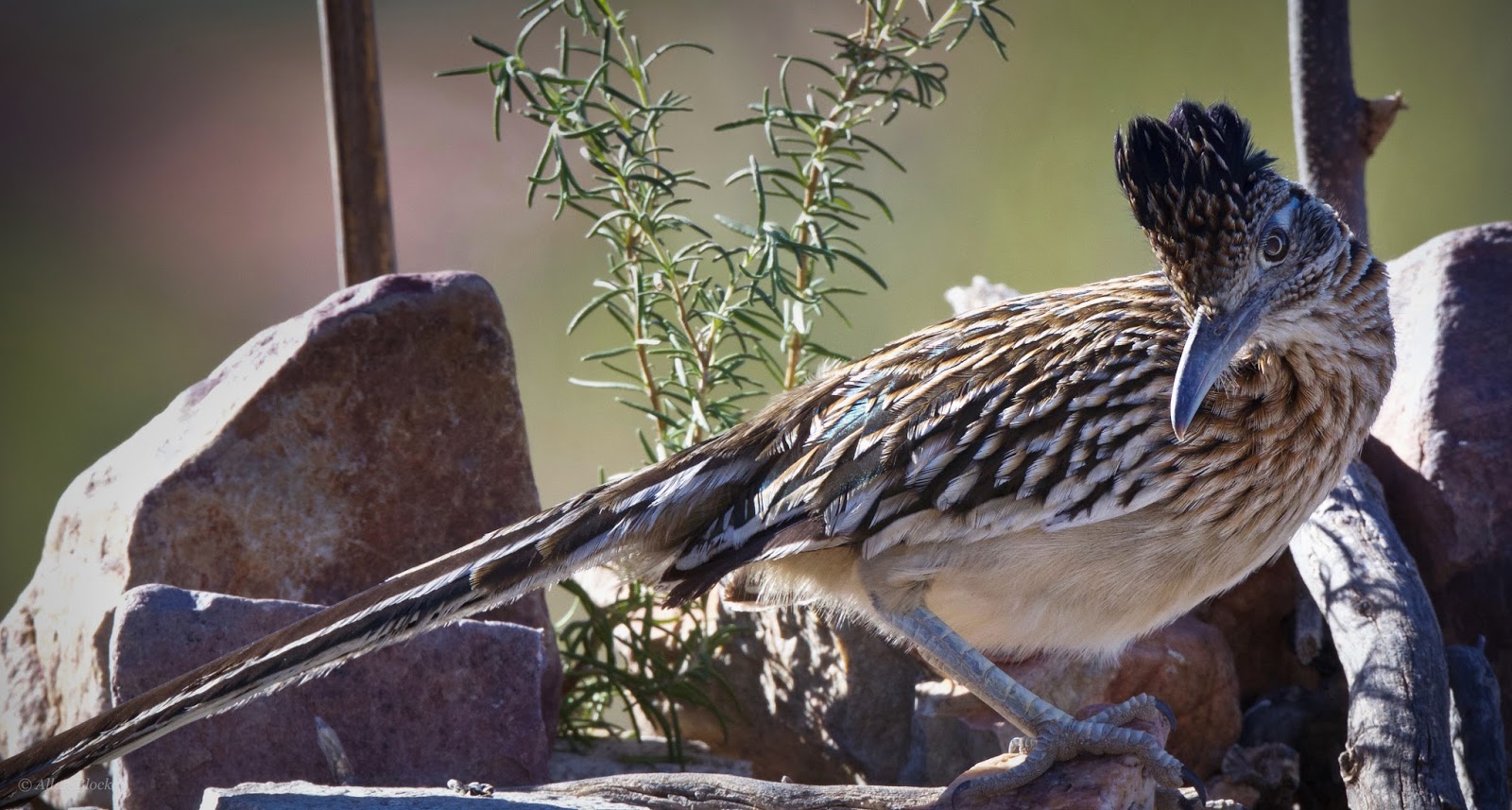 Feather Tailed Stories: Greater Roadrunner