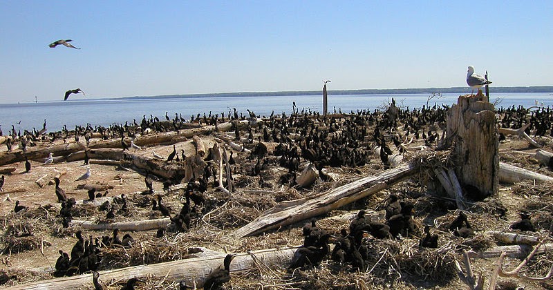 The Future of Birds: cormorant control in the Pacific Northwest