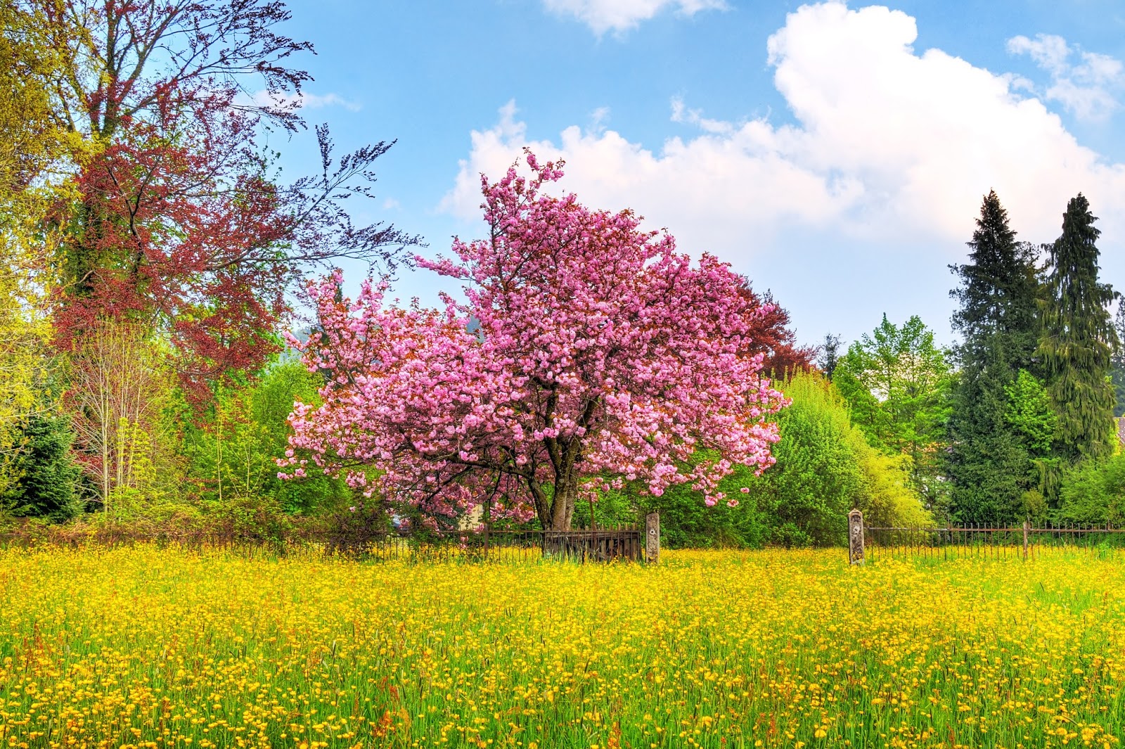 ARTE Y JARDINERÍA : Cerezo ornamental (Prunus spp.)