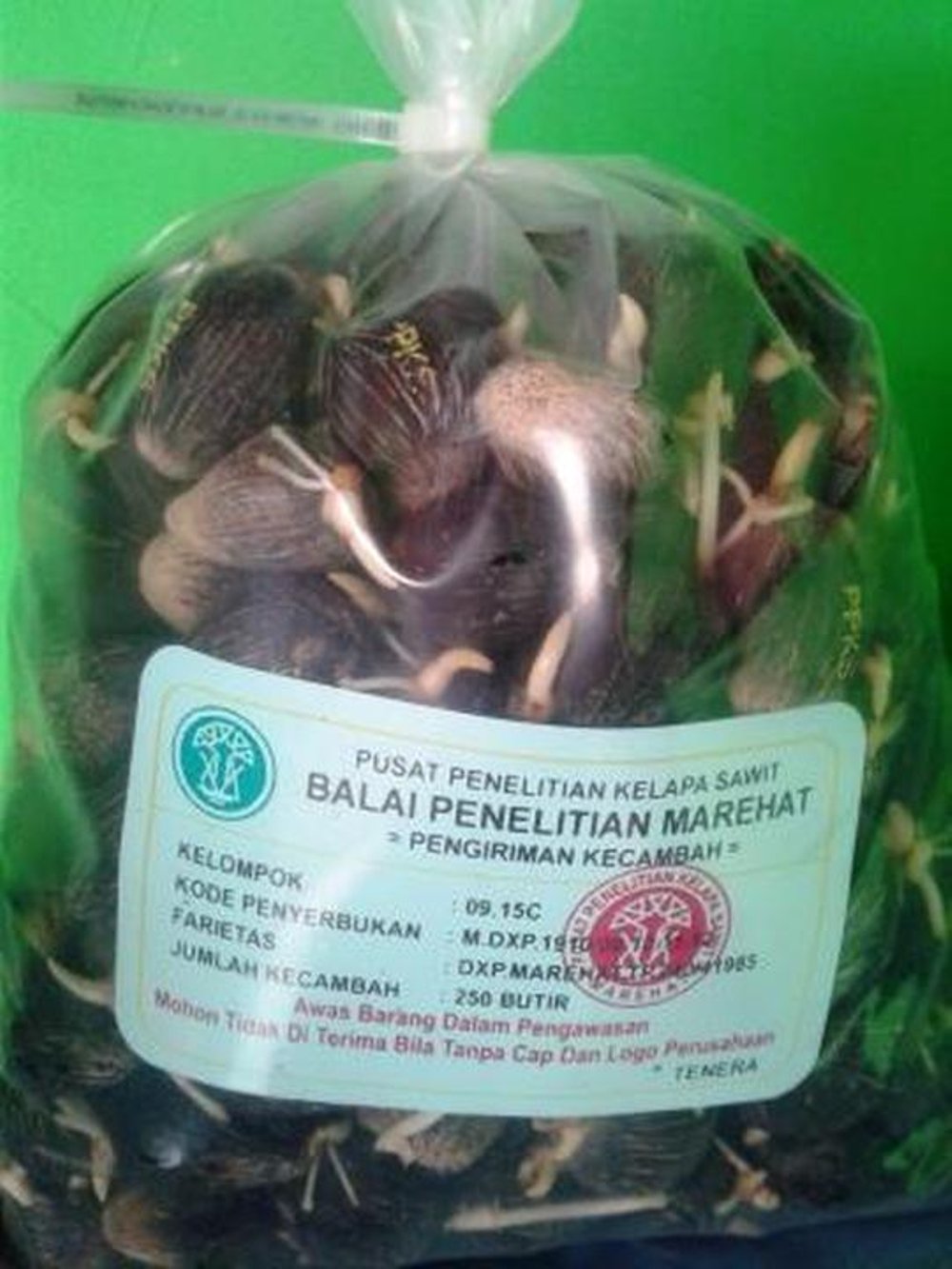 5 BIBIT KELAPA SAWIT UNGGUL DI SUMATERA ~ Lintas Pemasaran Sumatera ...