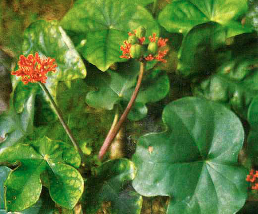 11 Manfaat Daun Jarak Bagi Kesehatan