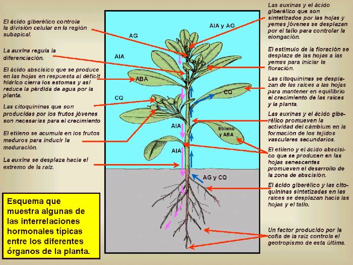 AGRO BIOTECNOLOGIA: FITOHORMONAS