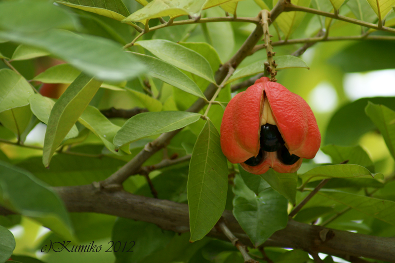 Flower Dictionary: Akee