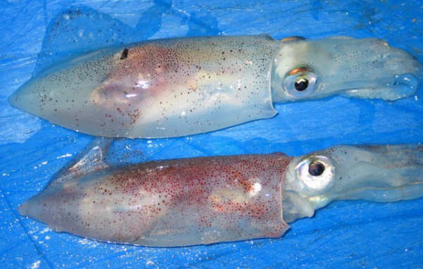 A BLEND OF CUISINE: SQUIDS SPECIAL