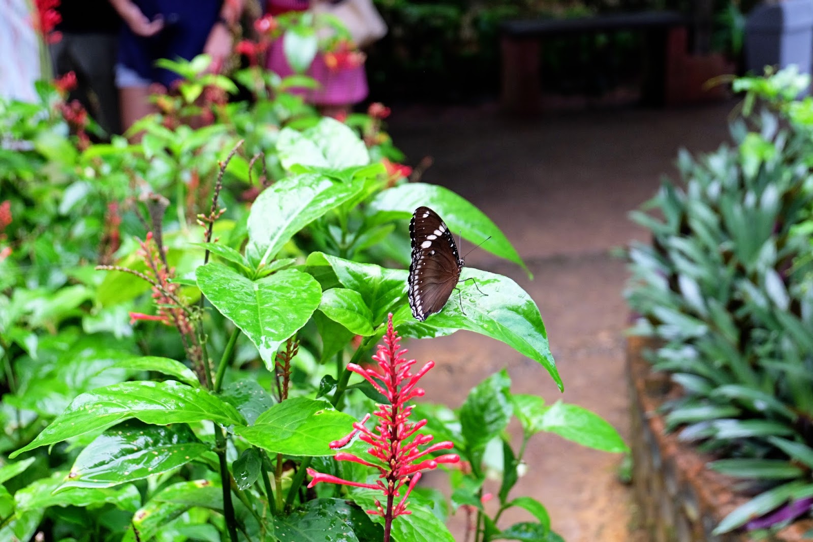 Bohol Tour - Butterfly Sanctuary | Christine Loves to Travel