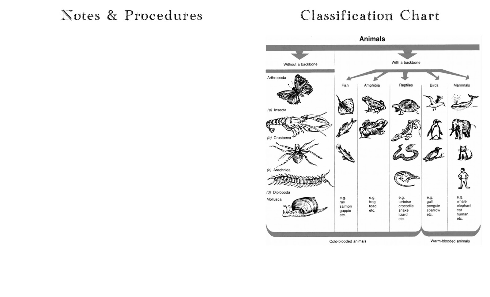 Different Dog - A Simply Beautiful Life: Wild Kratts Field Journal ...