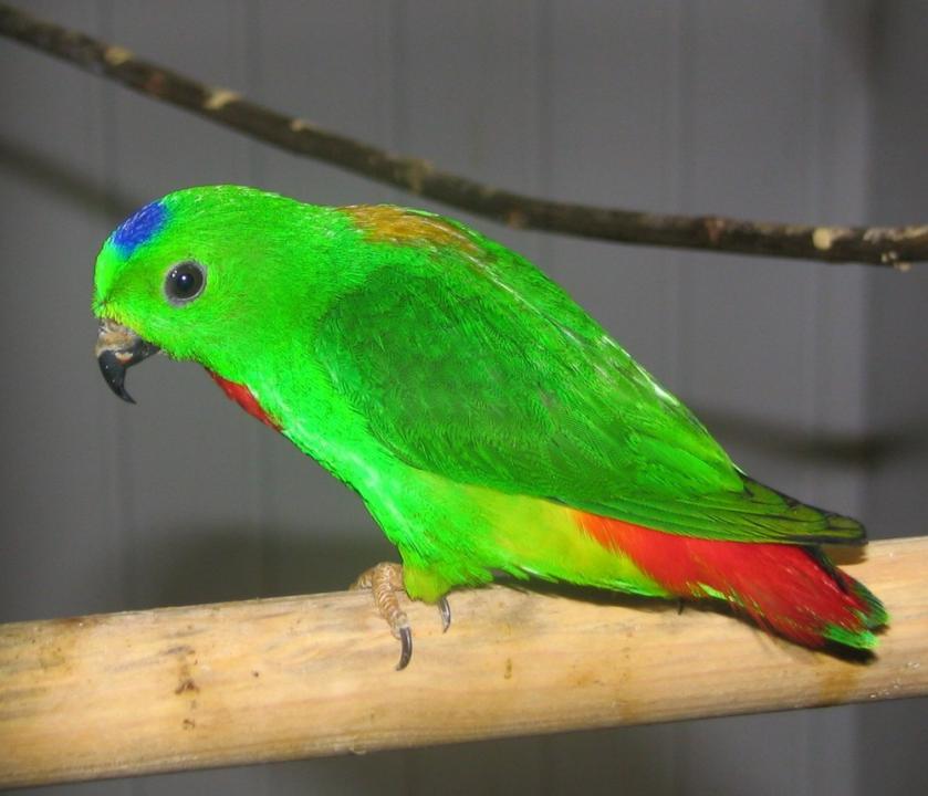 Malay Hanging Parrot | Burung Serindit: Hanging Parrot (Loriculus galgulus)