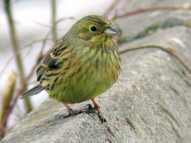 PTAKI POLSKIE: TRZNADEL