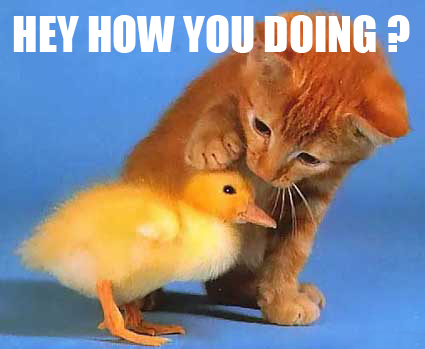 Just Cute Animals: Hey How You Doing