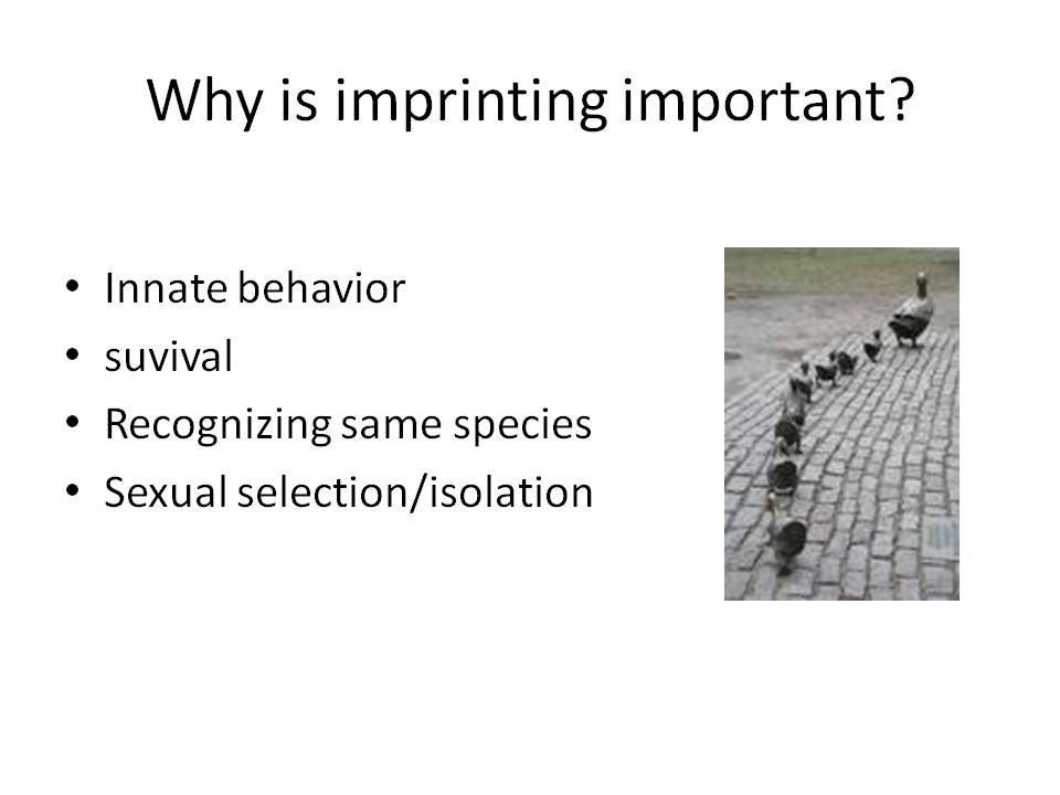Bio-diversity: Who's your momma?: the science behind imprinting