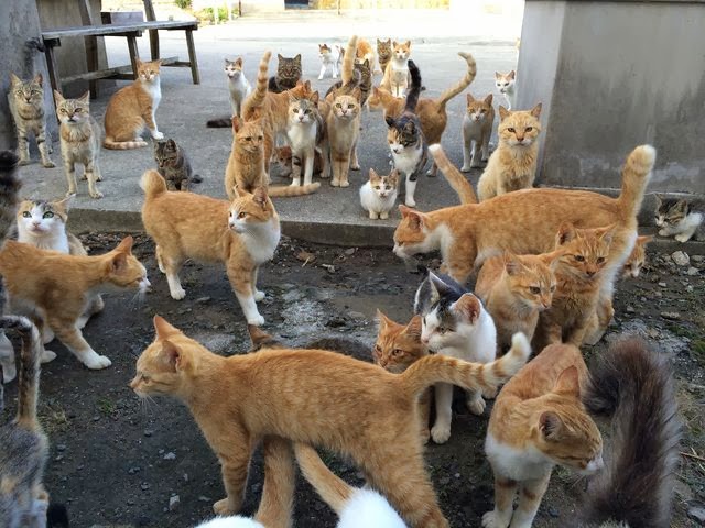 Tashirojima: Pulau Kucing di Jepang - Boku no Blog