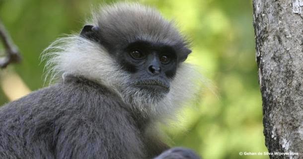 Primates in Sri Lanka - Enchanter Of Island