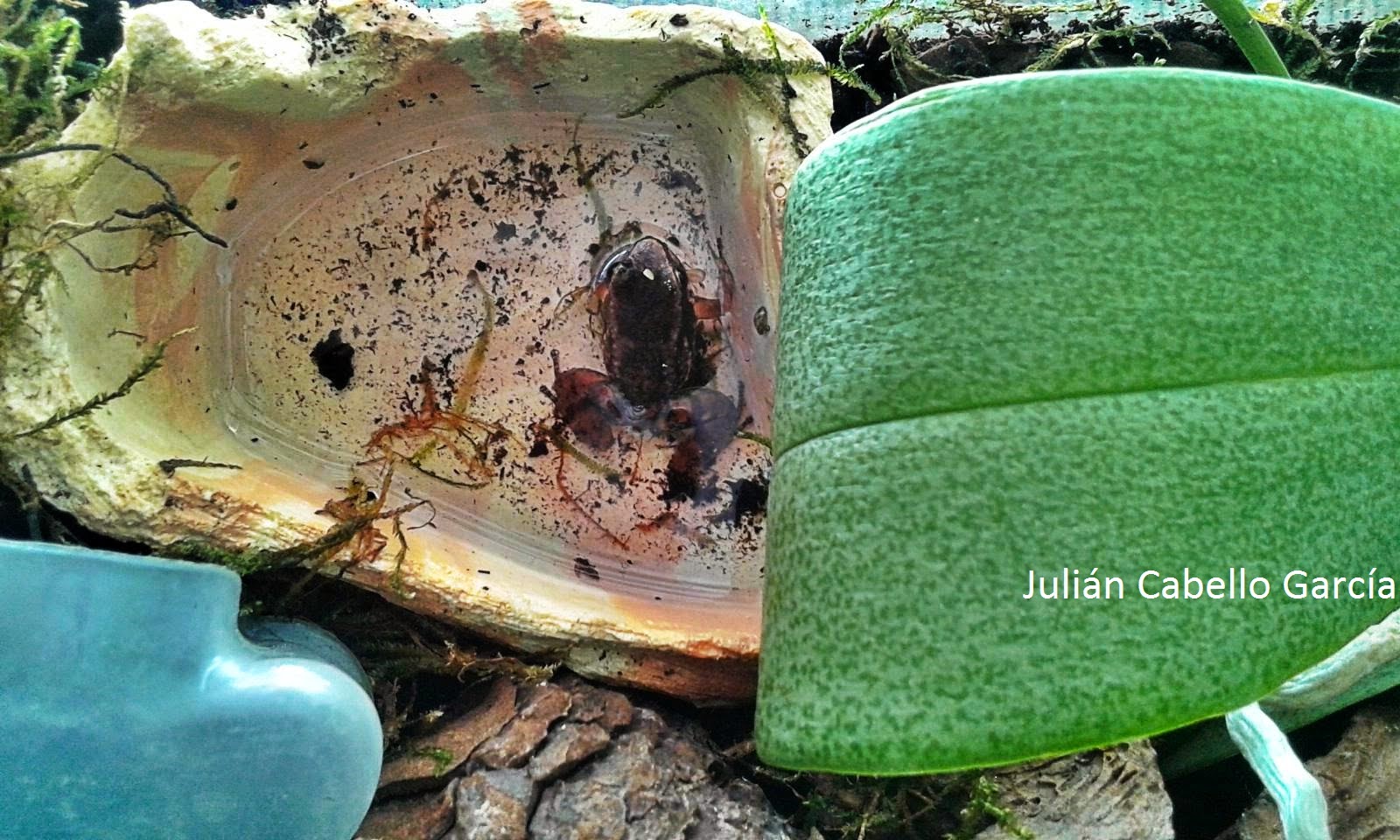 Dendroland: Diario de un Sapito Niñero Oriental (Colostethus Mandelorum)