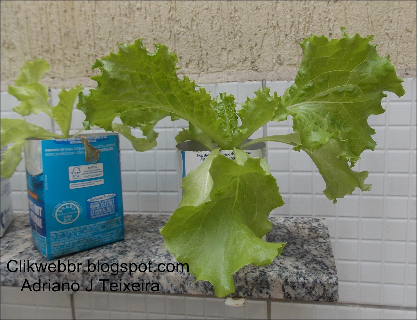 Mundo das Plantas : Como fazer uma mini Horta em Casa/How to Make a ...