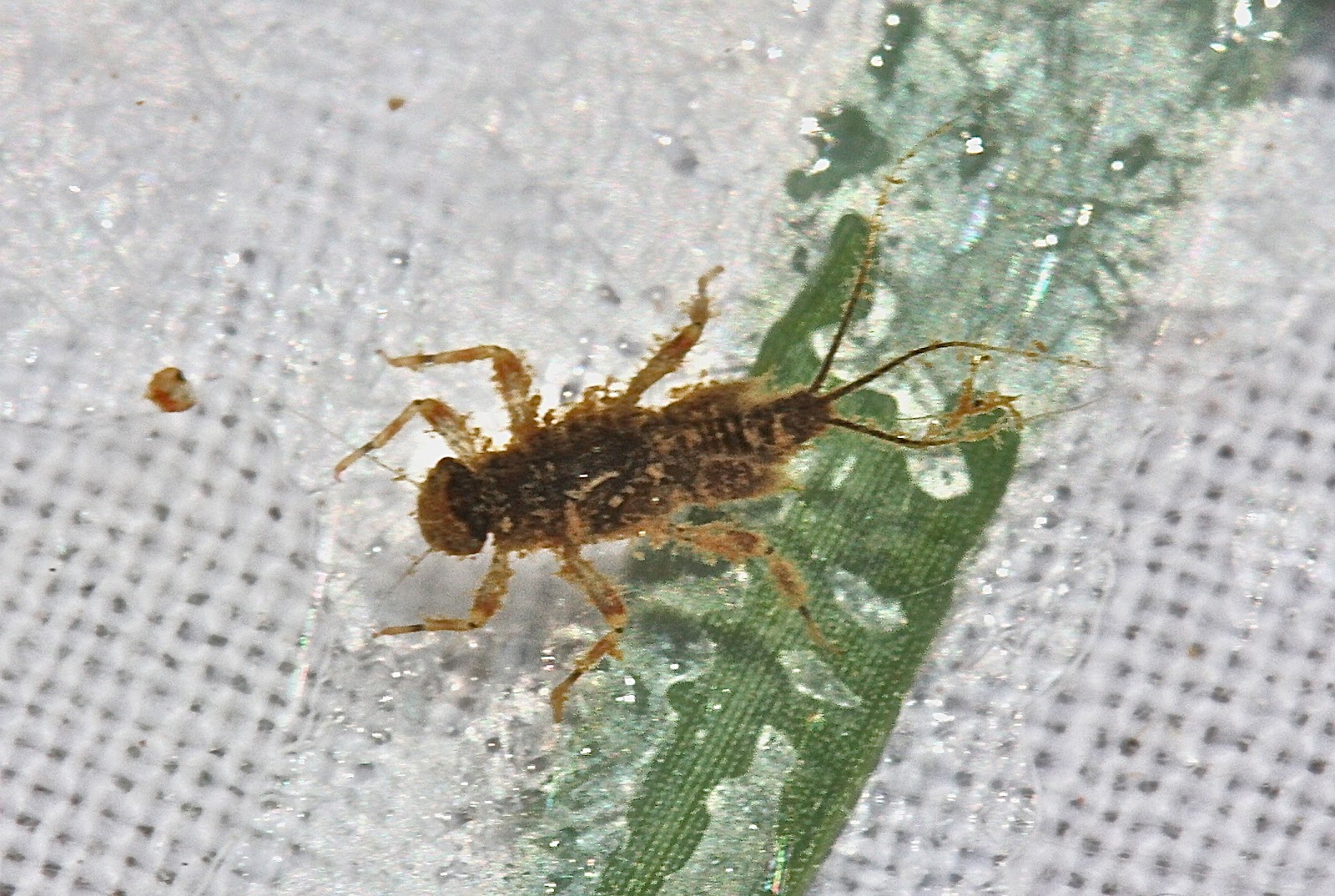 Aquatic Insects of Central Virginia: EPT Species List of Central ...