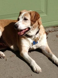 Senior Pooch Adoptions: Tillie - Beagle/Labrador Retriever Mix ...