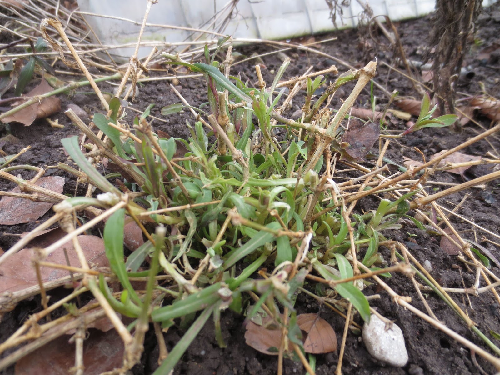 Vild med Køkkenhave: Stridolo, Silene inflata