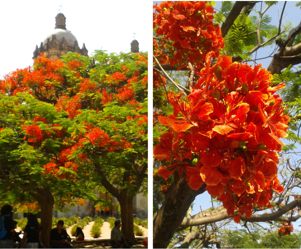 Flavors of Oaxaca: Oaxacan flowers