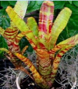 Bromeliad Exotics: Mini Hybrids