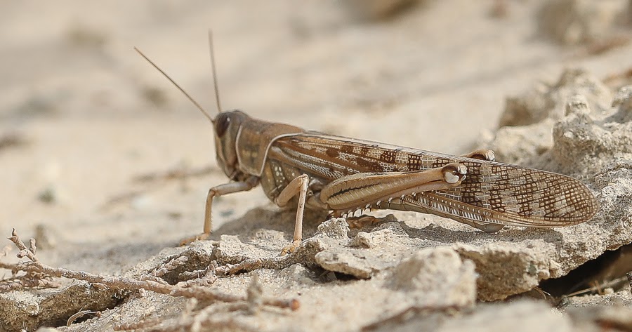 Birds of Saudi Arabia: Migratory Locust – Abu Hadriyah