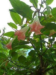 La Burundanga : Mi Rincón Mágico