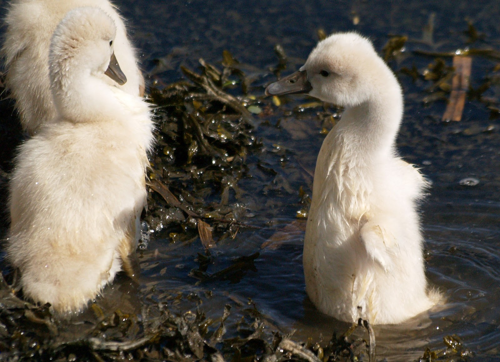 Fotografiando mi Mundo: Cisnes...padres felices y los polluelos ...